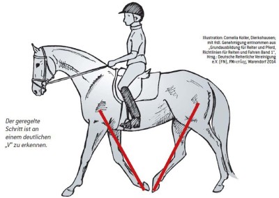 Ausbildungstipp: Richtig Schritt reiten | PM-Forum Digital Ausgabe 03/2015