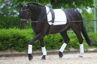 Longieren – aber sinnvoll - PM-Forum Digital