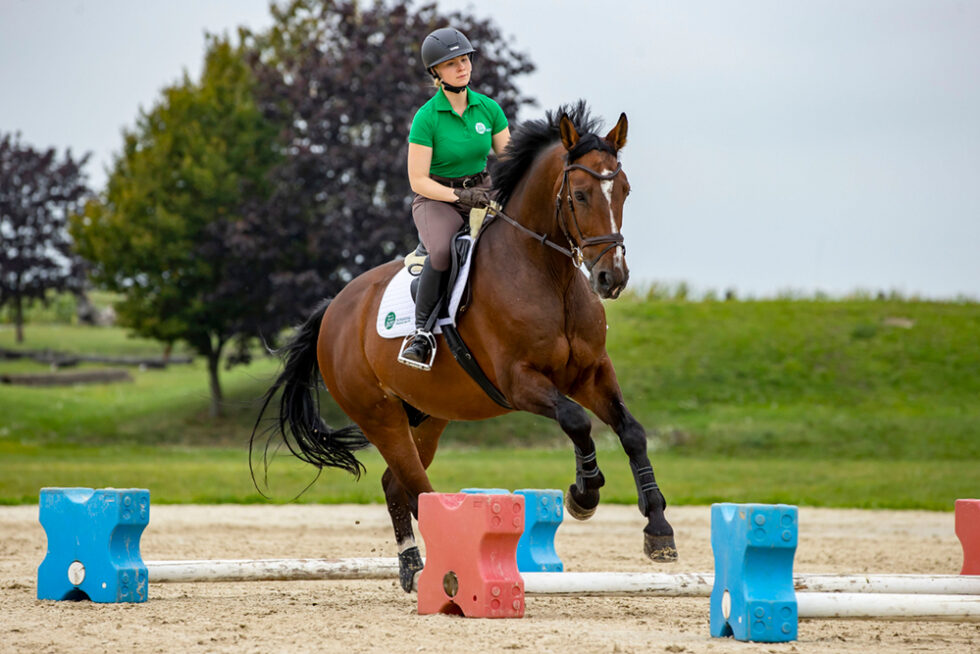 Cavaletti-Training: Gold wert - PM-Forum Digital