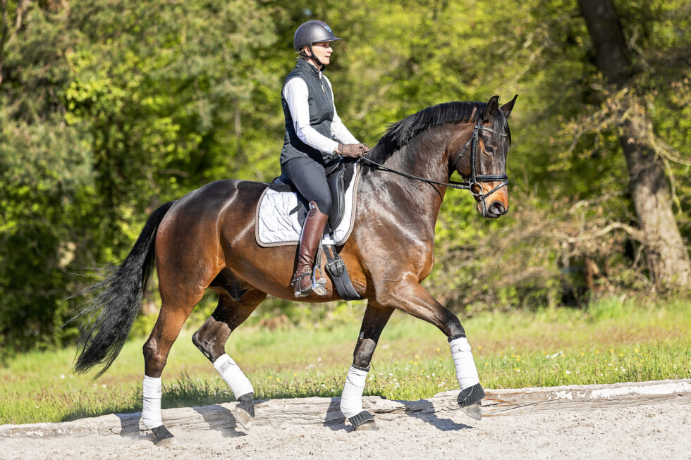 Das 1x1 der Reitausbildung: Das richtige (Grund-)Tempo finden - PM ...