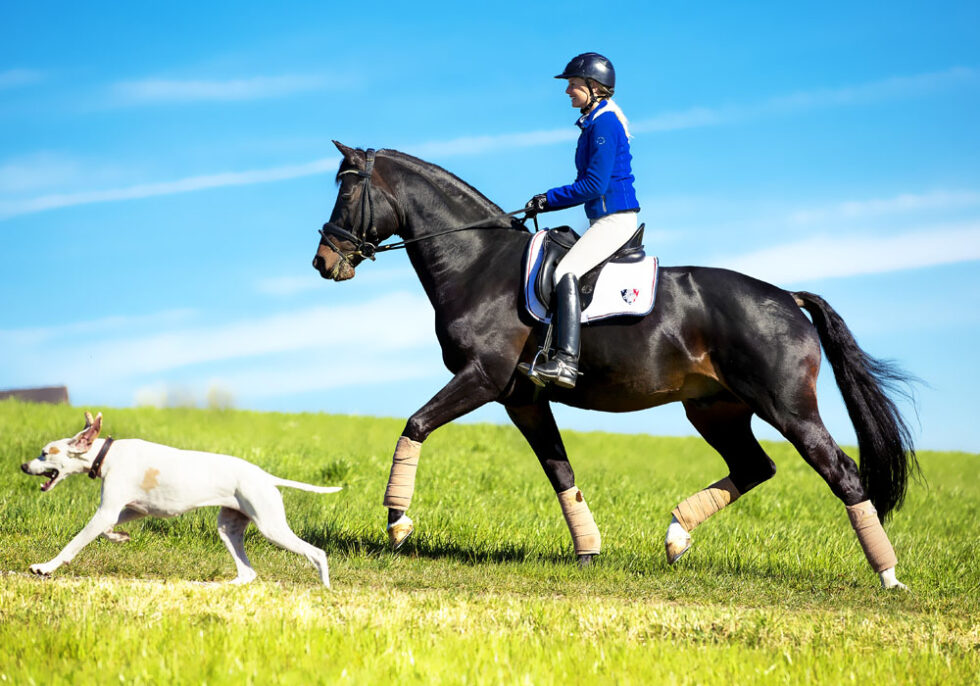 10 Tipps für entspanntes Reiten mit Hund - PM-Forum Digital